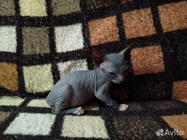 Подам котят какадского сфинкса