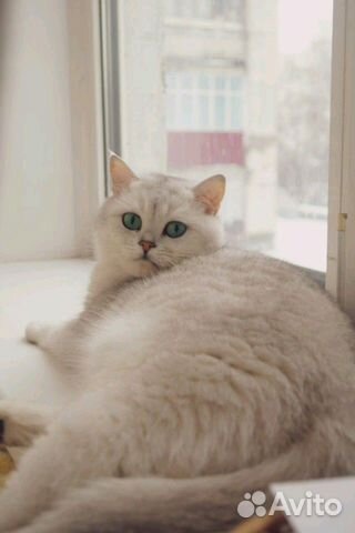Коьик