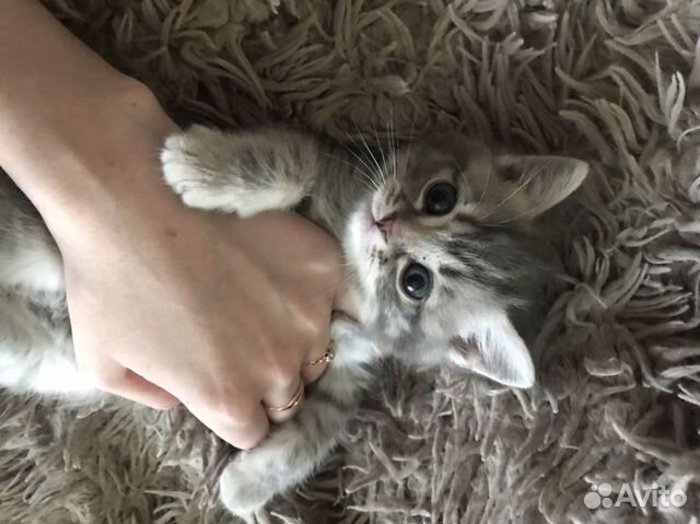 Продам британского котёнка