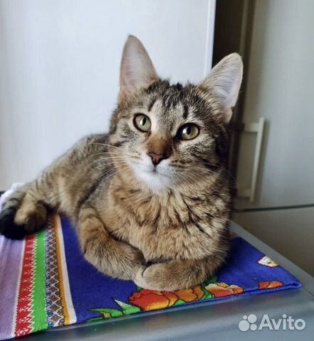 Ласковая мурчалка в добрые ручки