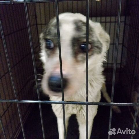 Собака в дар в добрые руки