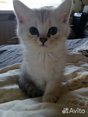 Котята британской шеншиллы