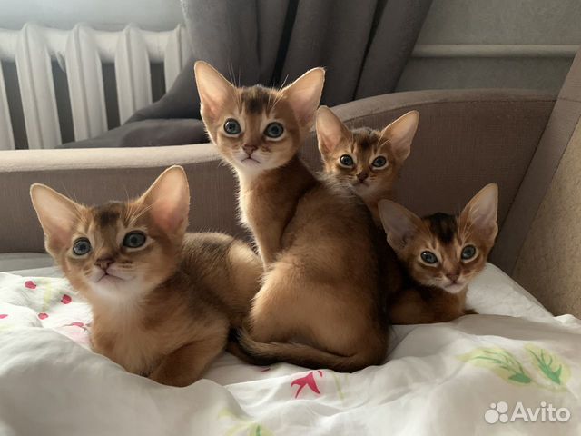 Абиссинские котята