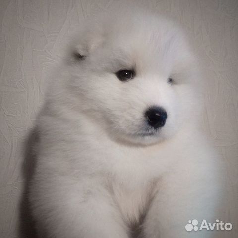 Самоед в Москве