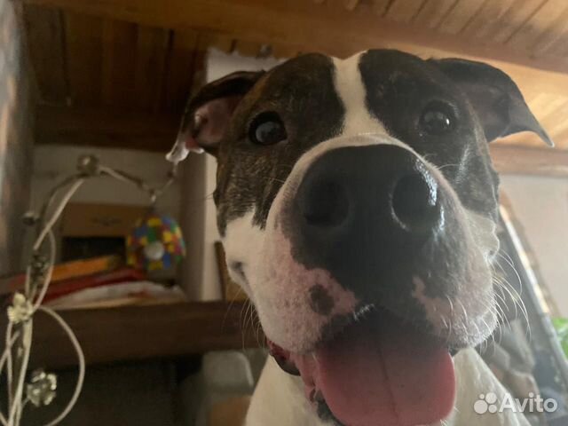 Американский Стаффордширский терьер
