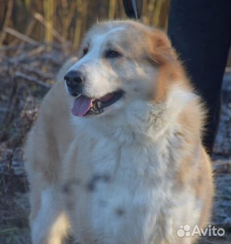 Добрейшая девочка Лада ищет свою семью