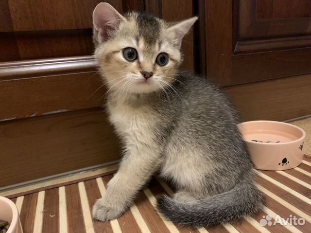 Шотландский очаровательный котёнок
