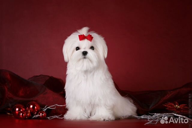 Мини девочка мальтезе