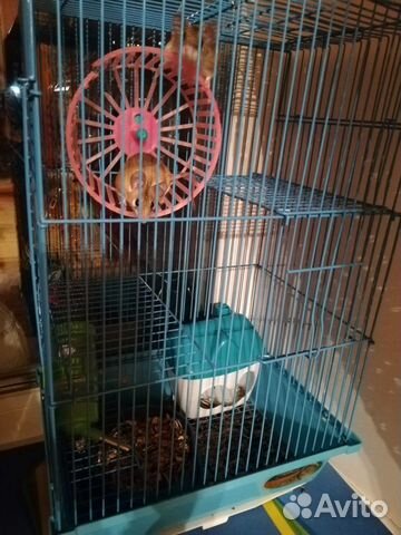 Африканские мыши