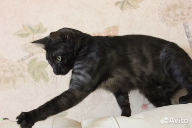 Кошка