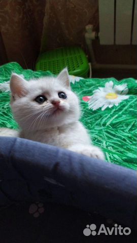Драгоценное серебро