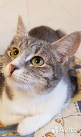 Очаровашка Грейси