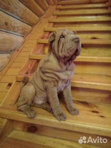 Щенок Шарпея