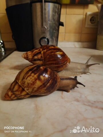 Улитки архахатины