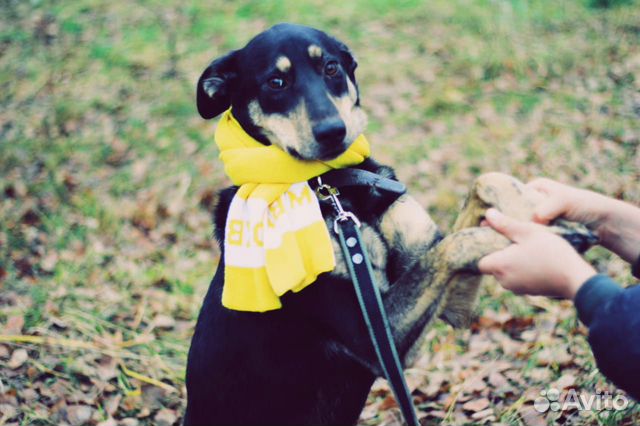 Добрая собака Латте в дар