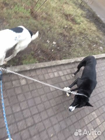 Отдам собак
