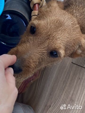 Щенок ищет дом