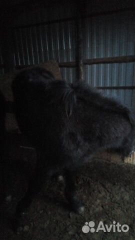 Жеребчики и кобылки, молодняк