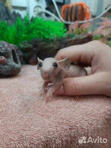 Крысы девочки сфинсы