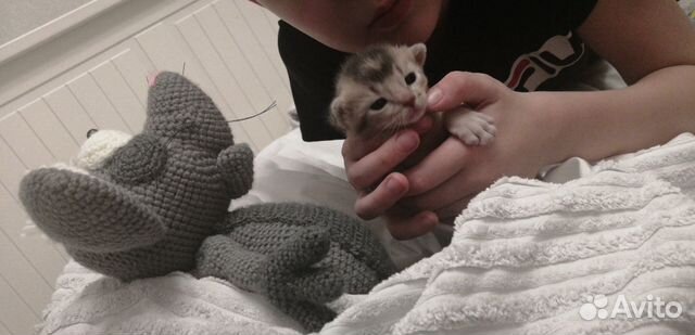 Абиссинские котята