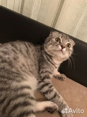 Шотландская вислоухая