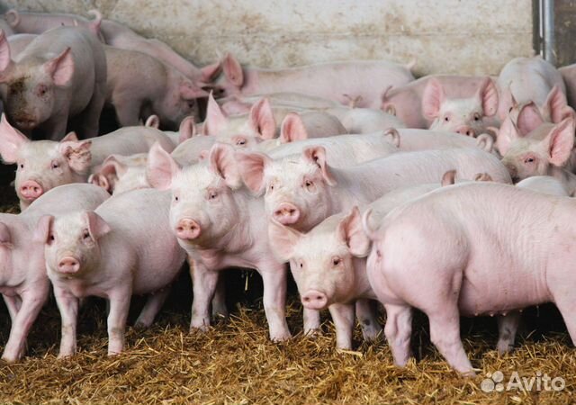Свиньи от фермера живой вес; мясо,корм