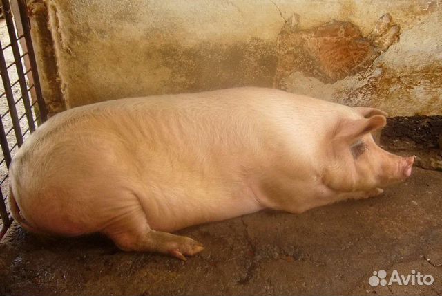 Продаются свиноматки