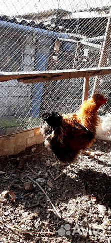 Петух курчавый