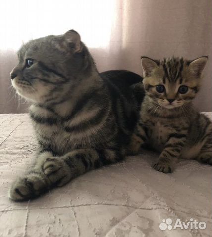 Шотландская кошечка