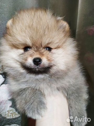 Кукольные чудеса