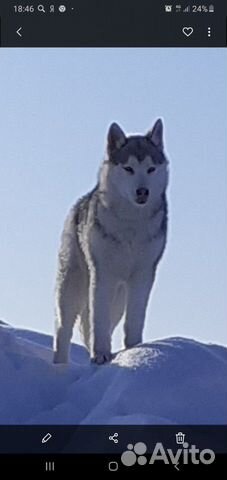 Сибирский хаски