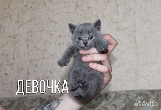 Красивые котята
