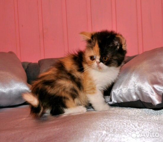 Экзотическая короткошерстная