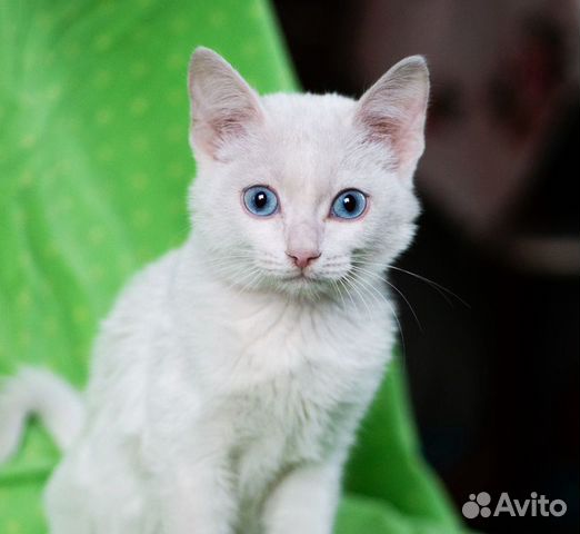 Белый голубоглазый котенок ищет хозяина)