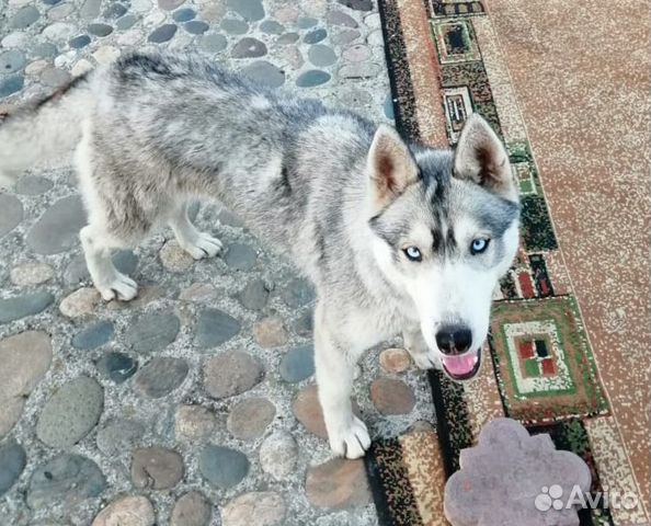 Сибирский хаски