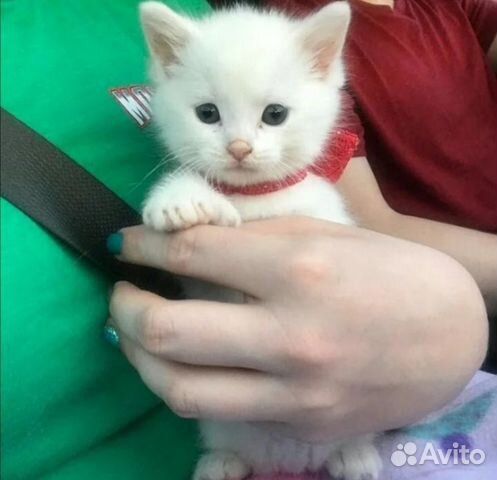 Британский котёнок