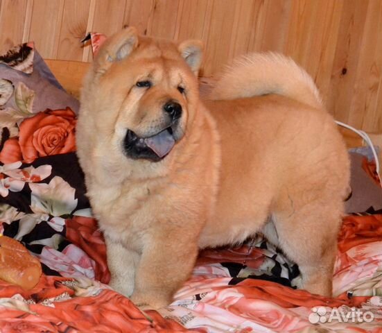 Чау чау смуф