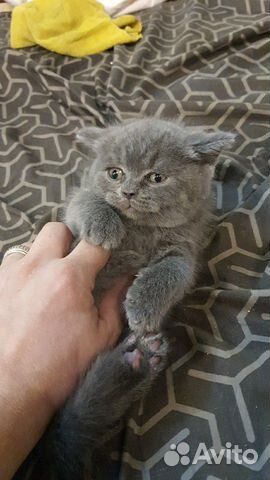 Британские котята