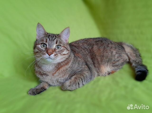 Кошка - королевишна Сальма, очень милая)