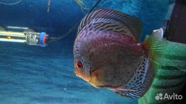 Blue scorpion discus