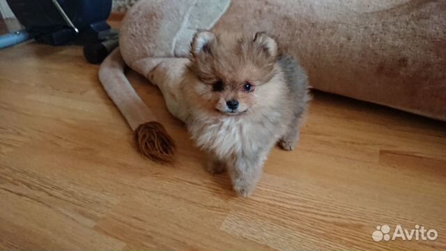 Маленький медвежонок