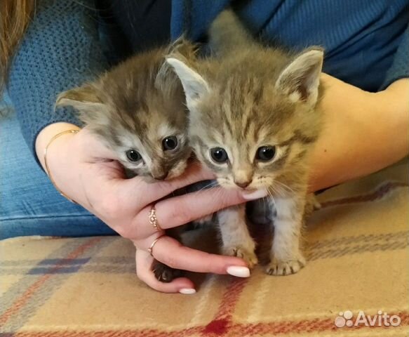 Котята Дворянской породы