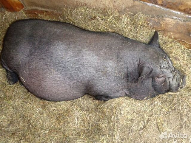 Свиноматка и хряк вьетнамские