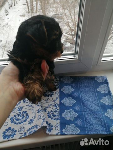 Продам Йорка