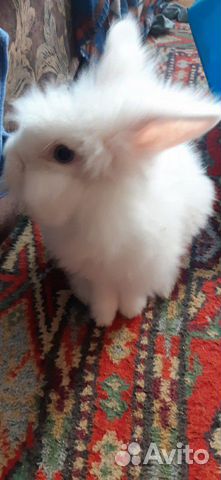 Кролик декоративный