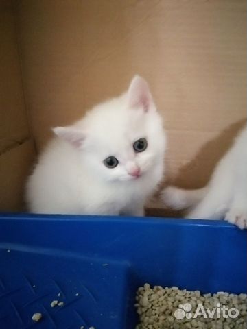 Котята сибирские