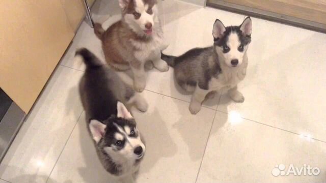 Сибирский хаски