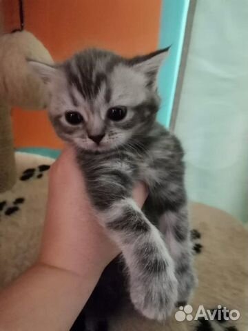 Британская