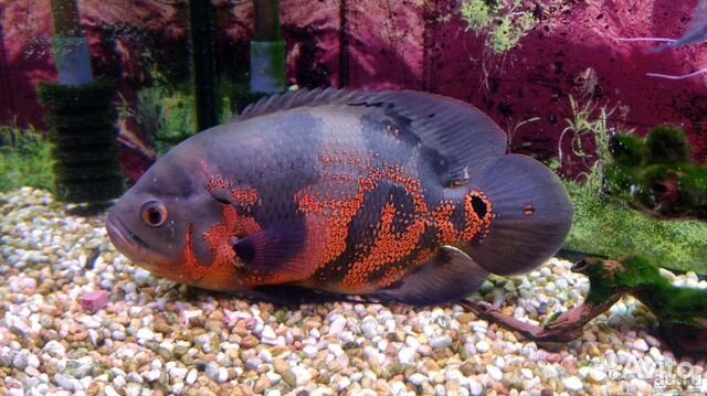 Отдам астронотусов