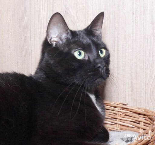 Фауст. Огромный кот